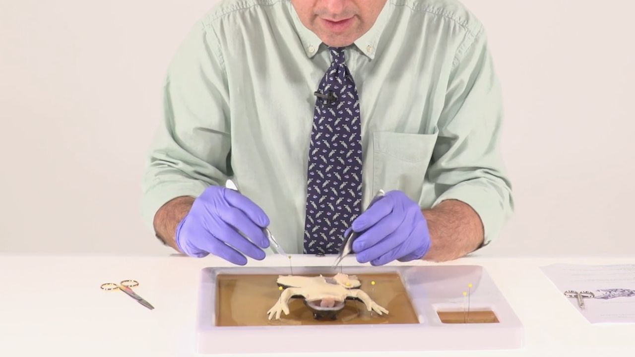 Bay Area Company Lets Students Dissect Frog - Online