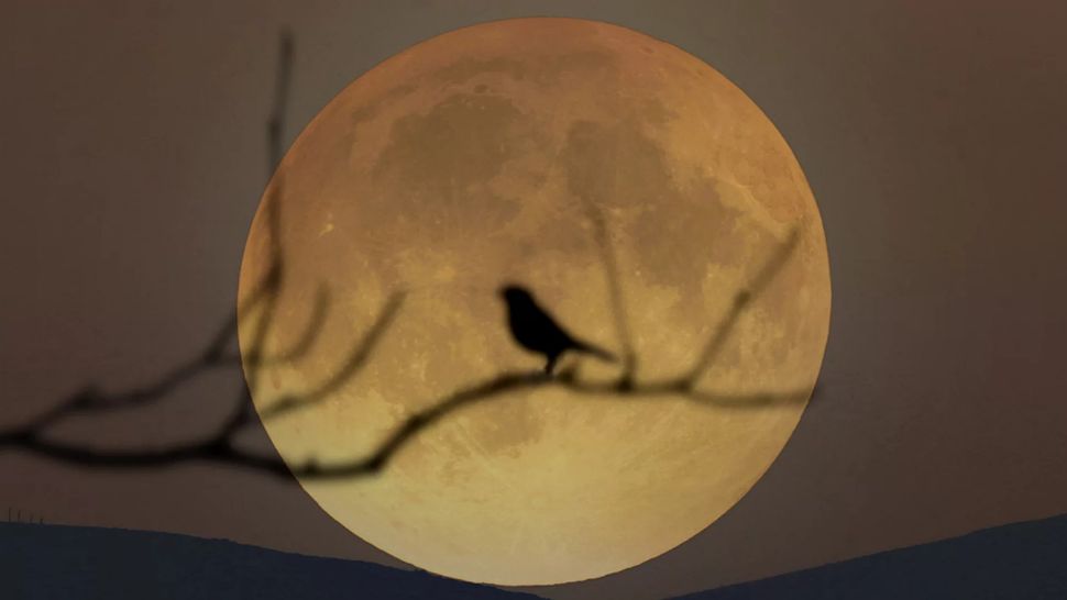 Ready for a rare astronomical phenomenon tonight?