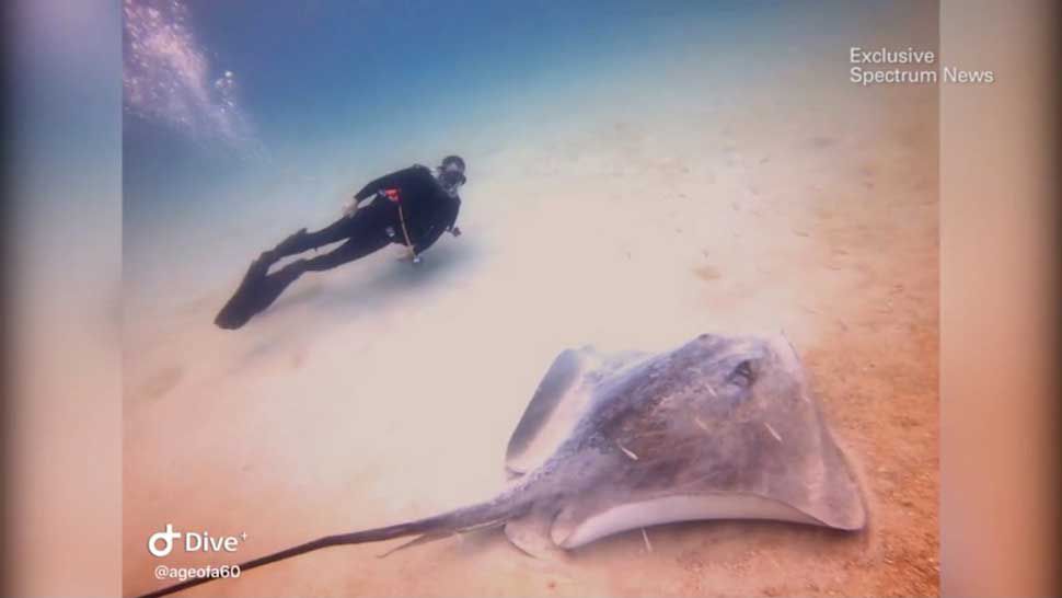 Exclusive: Diver Captures Video of Giant Stingray