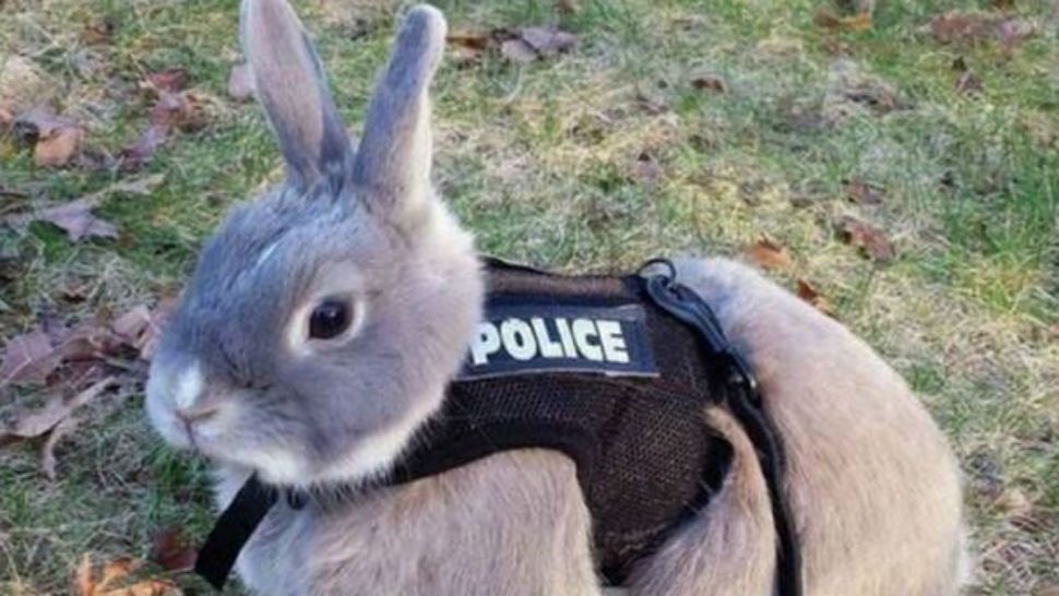 Schertz PD welcomes new cadet named Cross-Hare