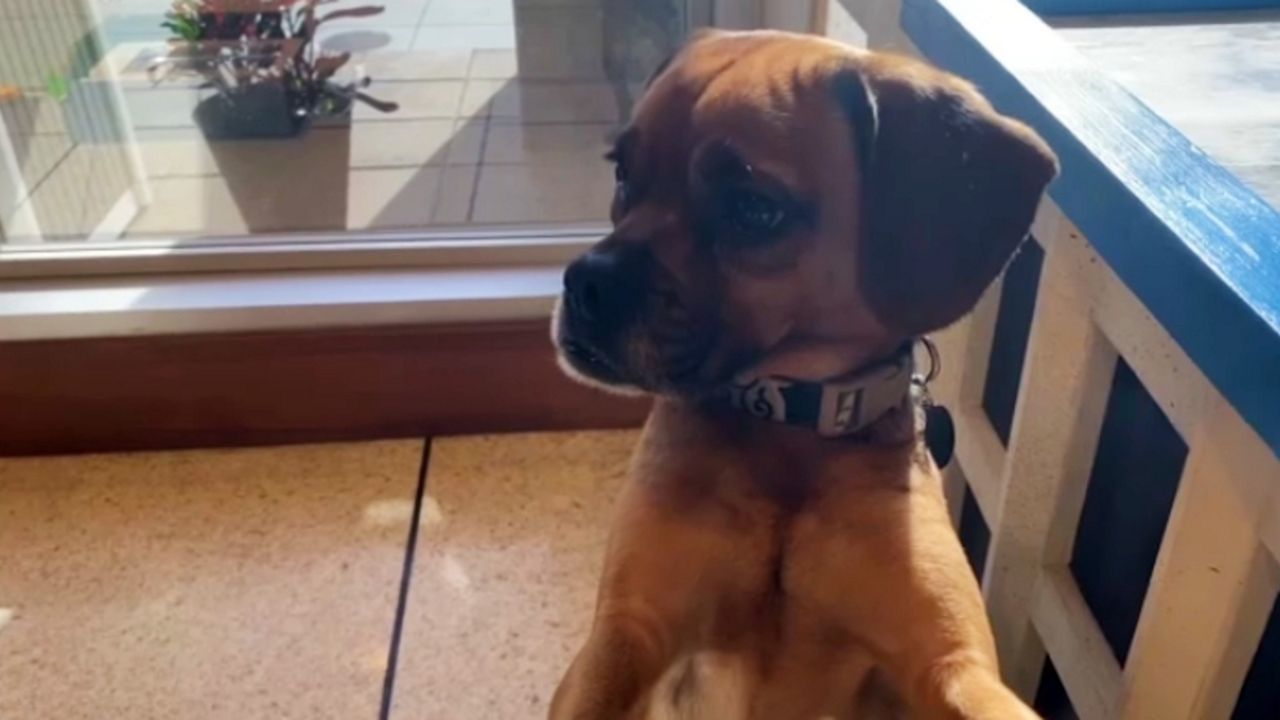 Aloft Adoption Program Helps Dogs Find Furever Home