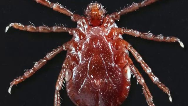 New Tick Makes its Way into North Carolina