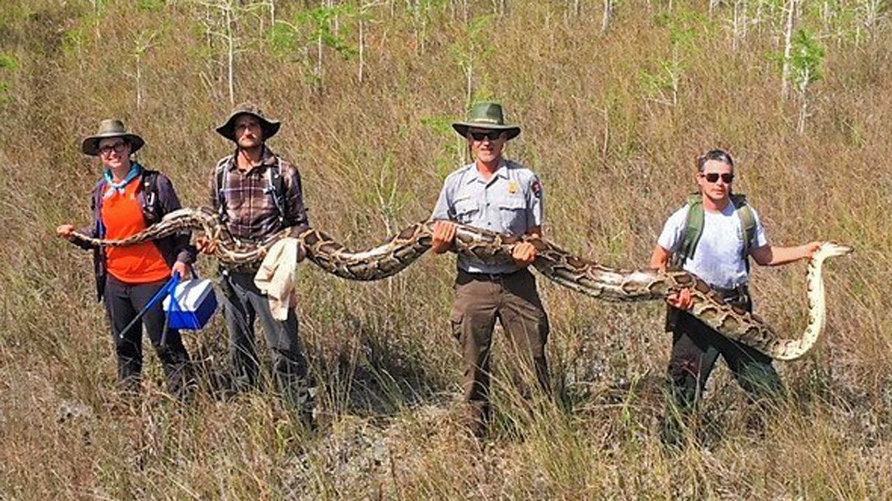 How Did Team Catch Record-Setting Python Near Everglades?