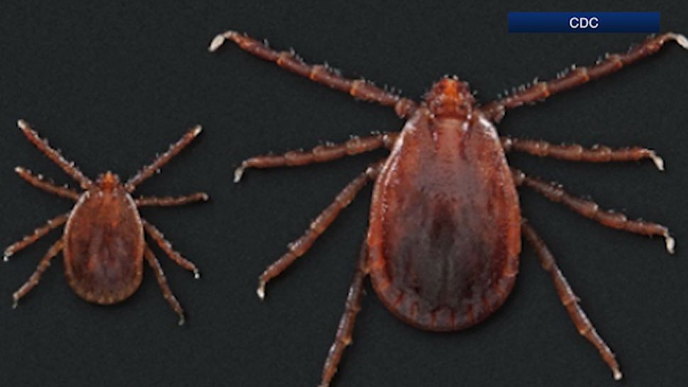 Asian Longhorned Tick Rapidly Spreading