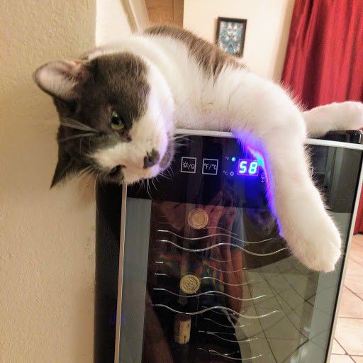 PHOTOS: National Pet Day