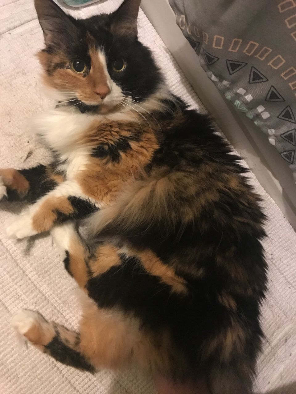 PHOTOS: National Pet Day