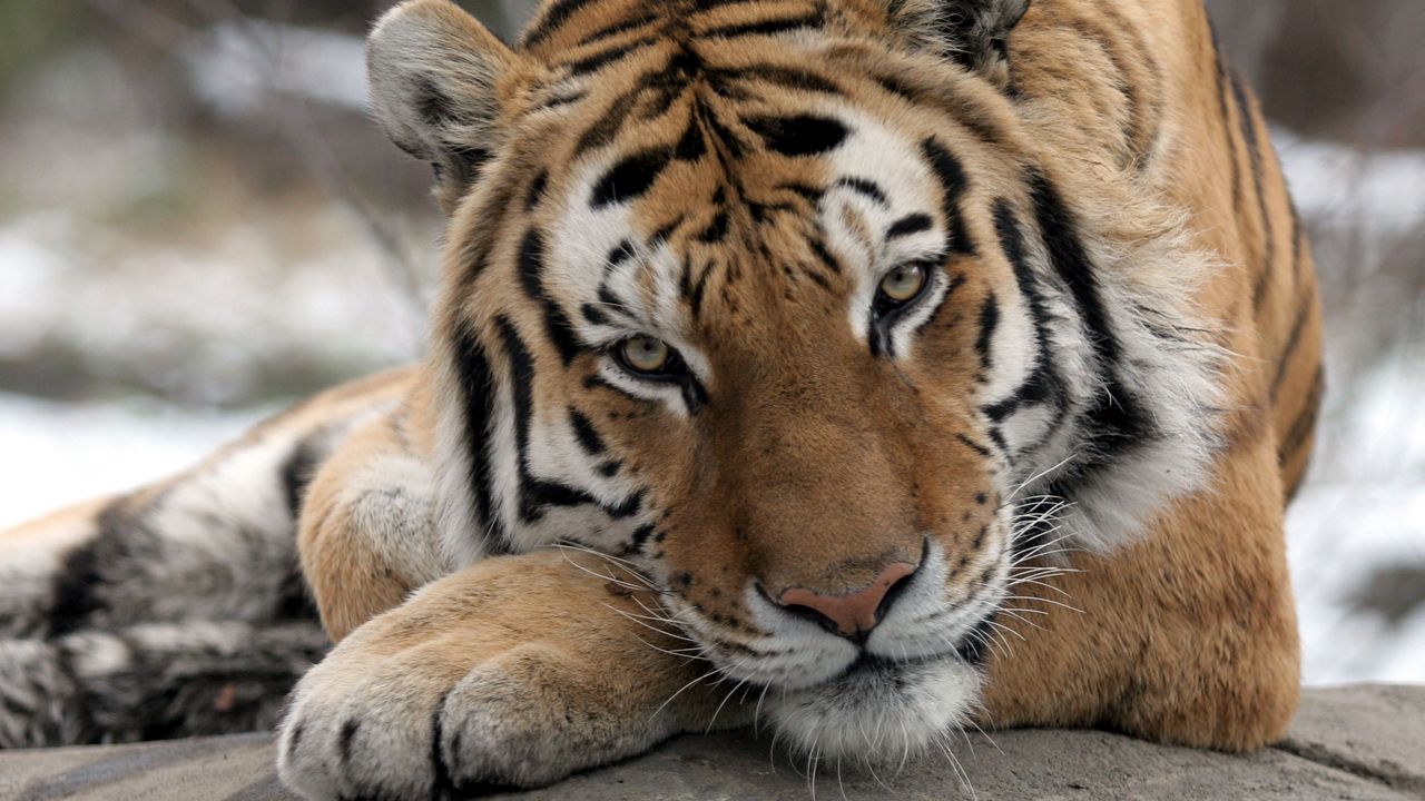 ZooTampa, Busch Gardens Personnel Wearing PPE to Protect Animals