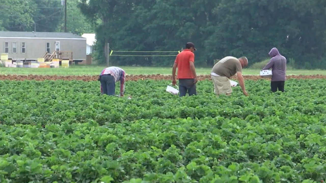 Options for Migrant Farmers Dwindling Due to Pandemic