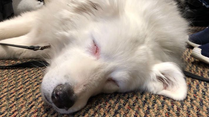 Blind and deaf dog uses heart to connect with community