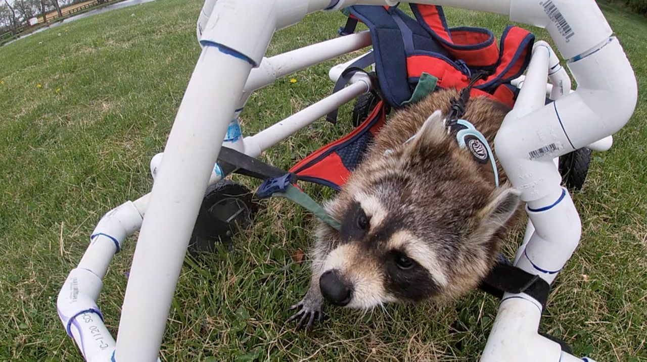 Six Central Hardin student help disabled raccoon walk for first time
