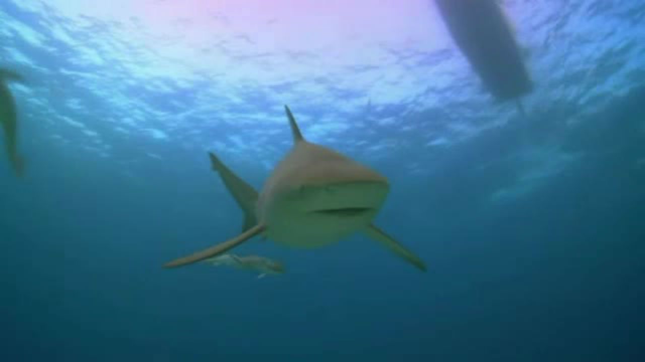 New study finds increased bullshark activity on NC coast