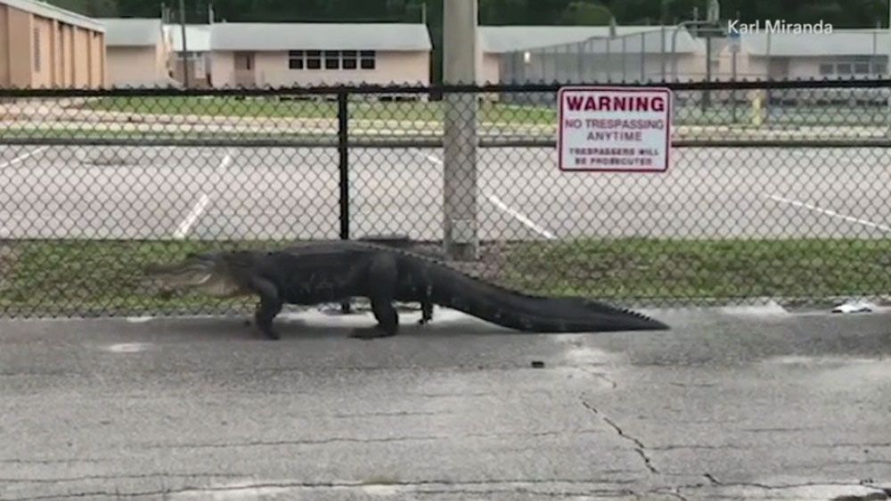 Video: 9-foot gator walking on Florida school campus caught