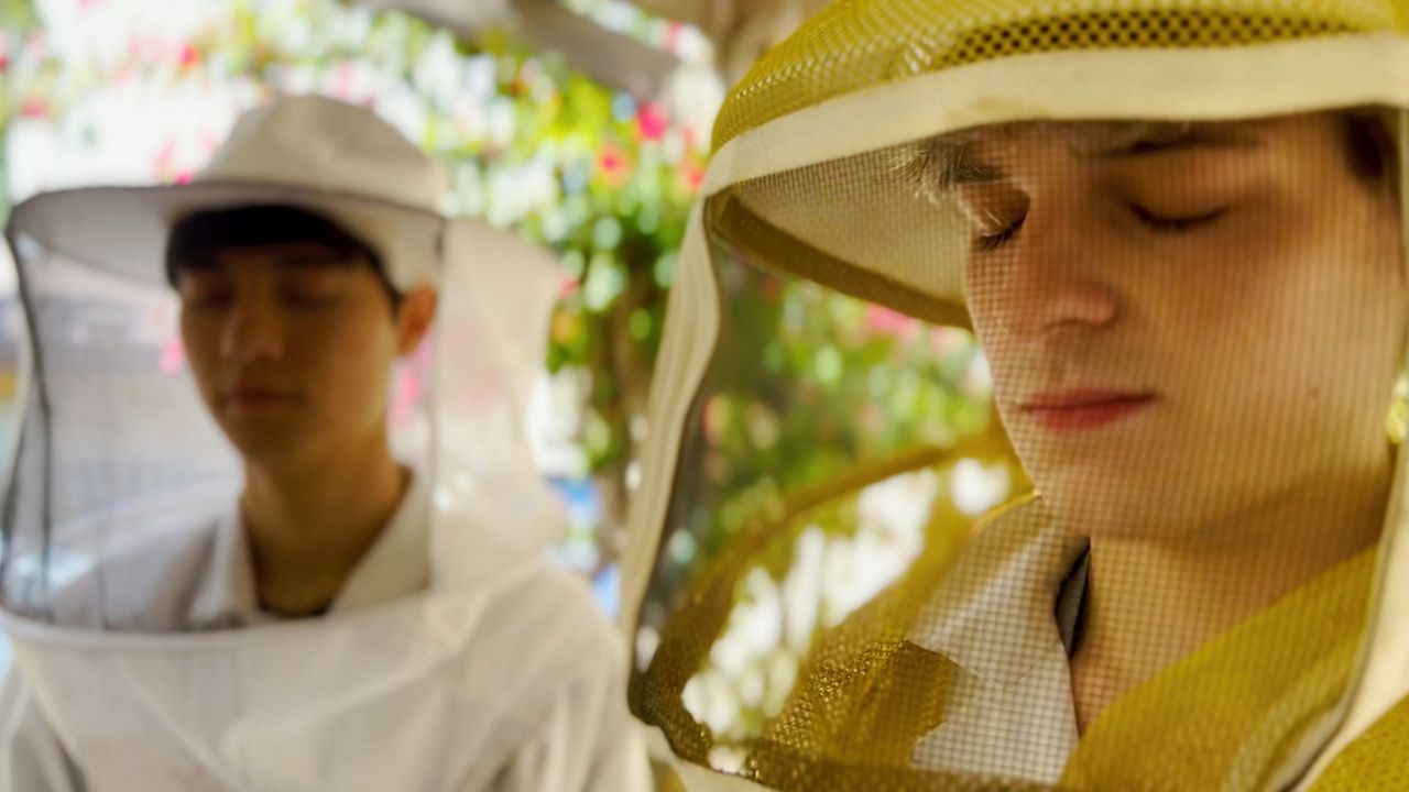 How bee therapy can help reduce stress, depression