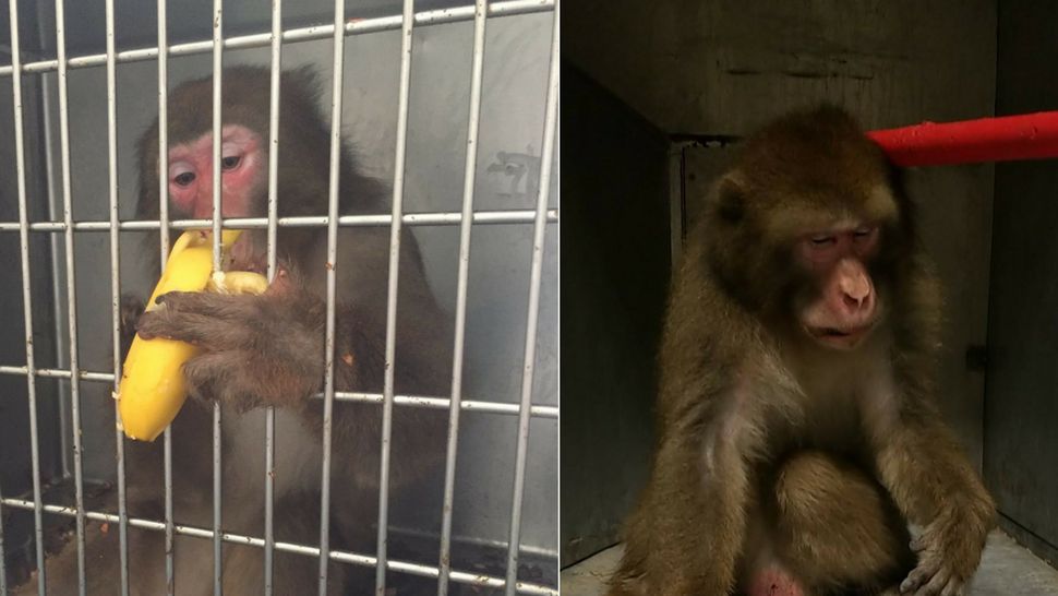 Monkey set to be euthanized, saved by caring community