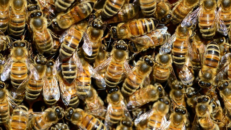 More Than 500,000 Bees in Texas Killed in Act of Vandalism