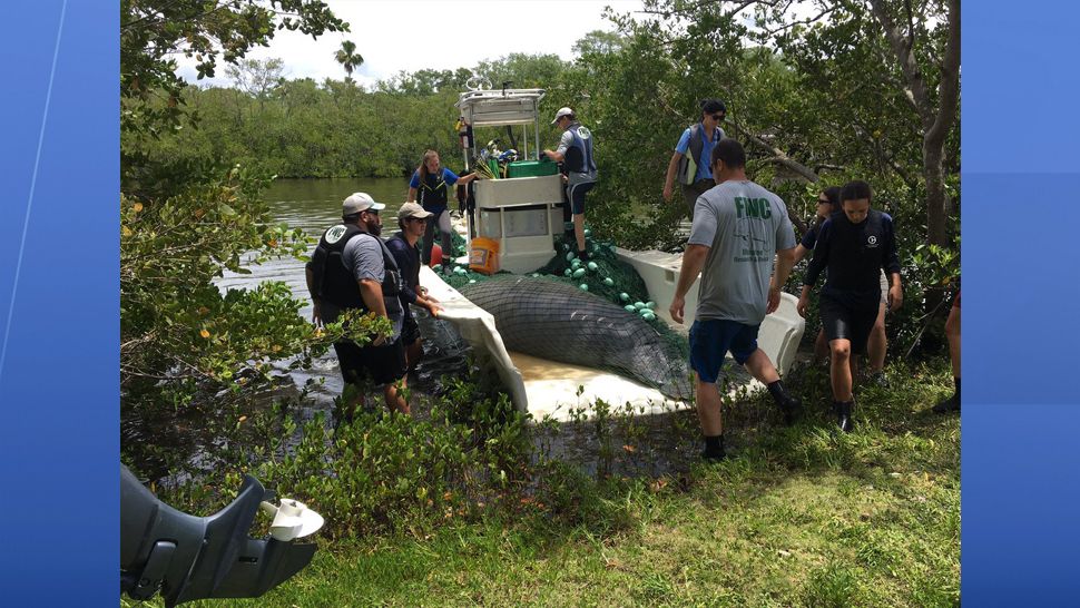 Injured Female Manatee Rescued in Clearwater