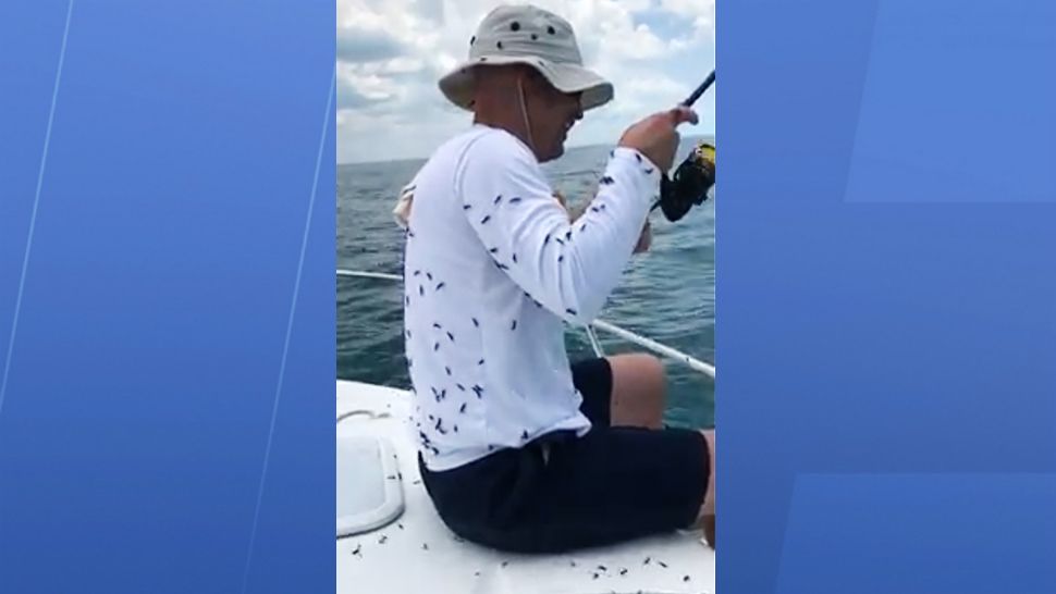 Swarm of Love Bugs Takes Over Boat Off Florida Coast