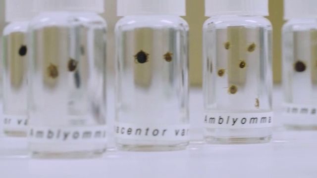 What We Know About a New Tick Threat in NC