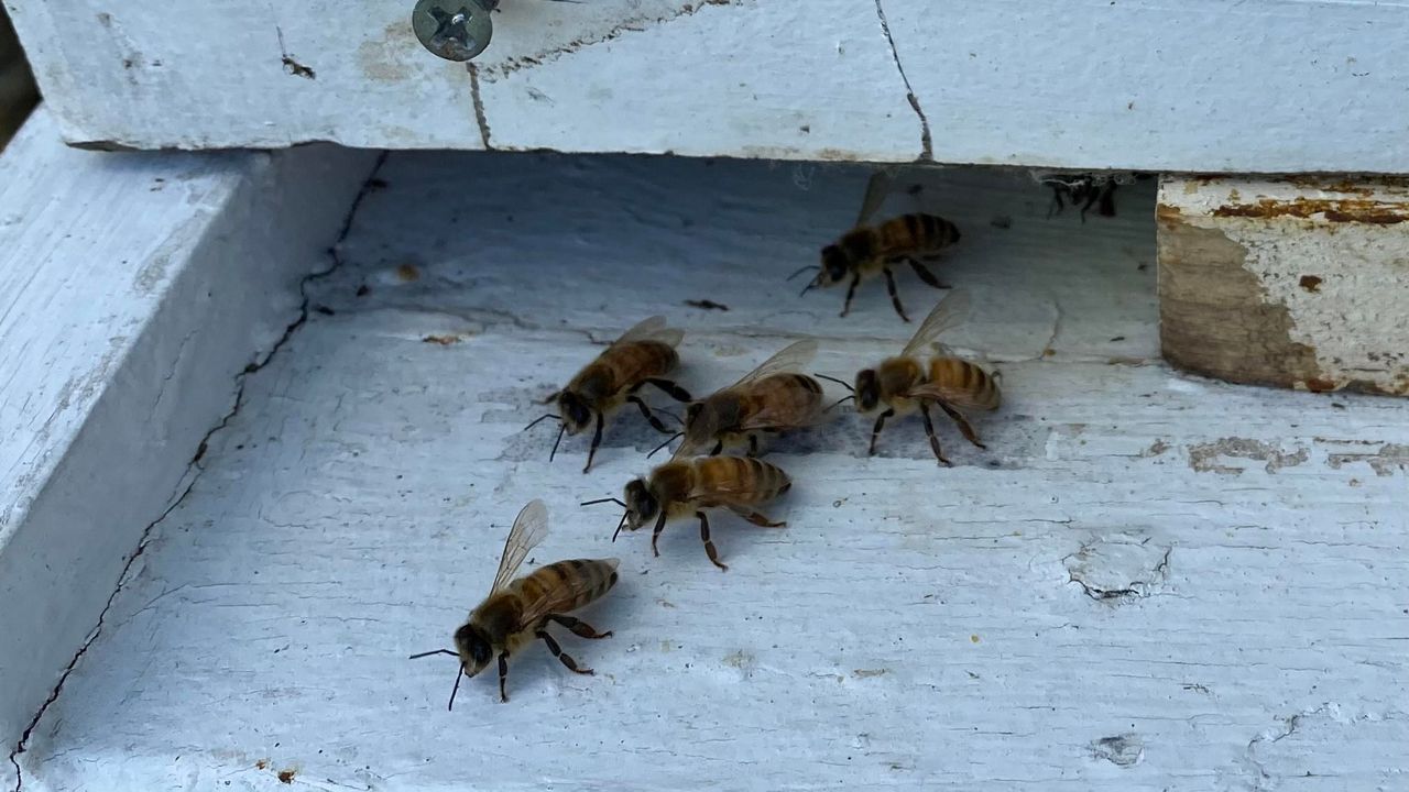Northern Kentucky Beekeepers Association