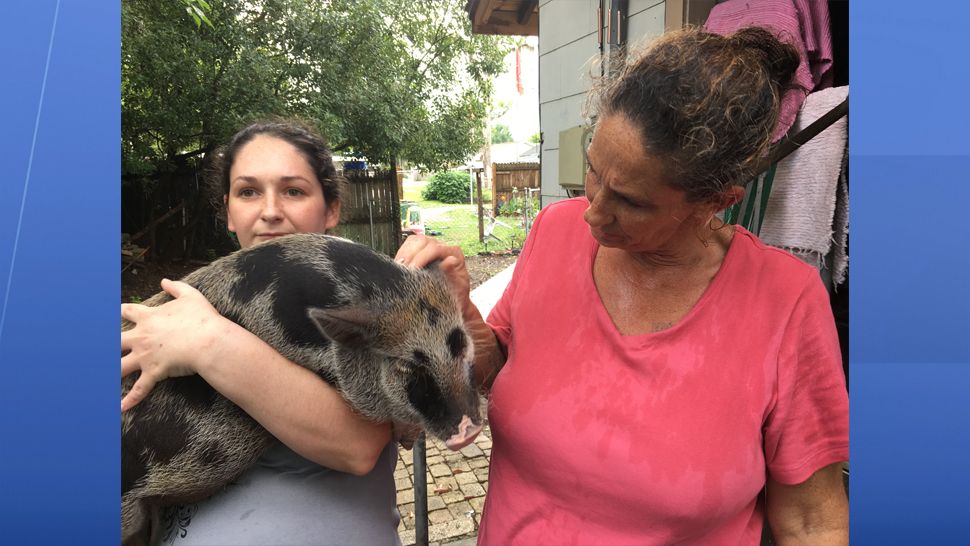 Mini pig owners in Zephyrhills hoping for 'Lucky' break