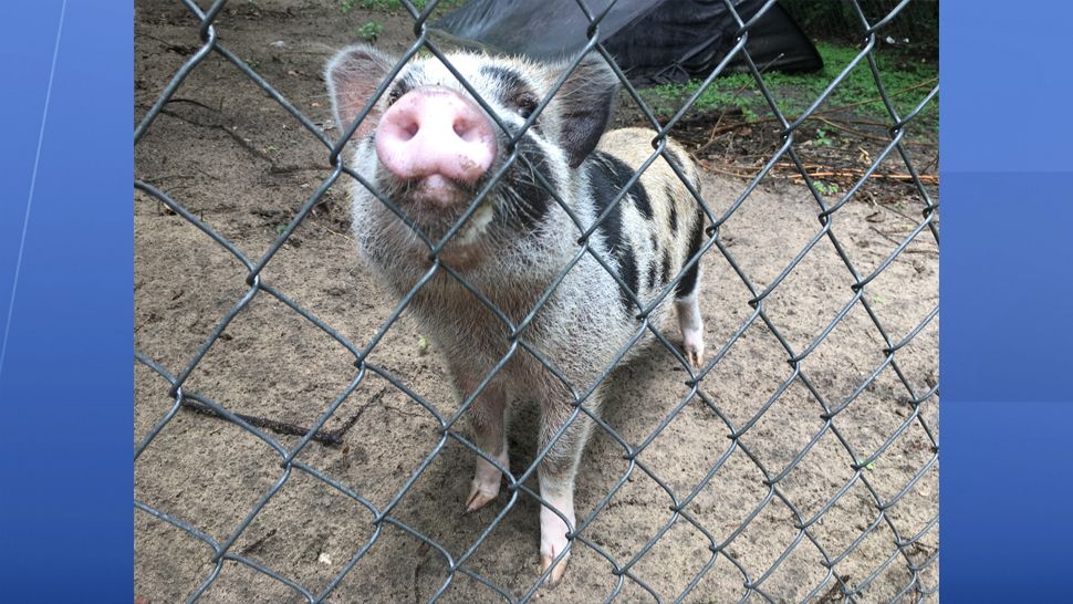 Mini pig owners in Zephyrhills hoping for 'Lucky' break