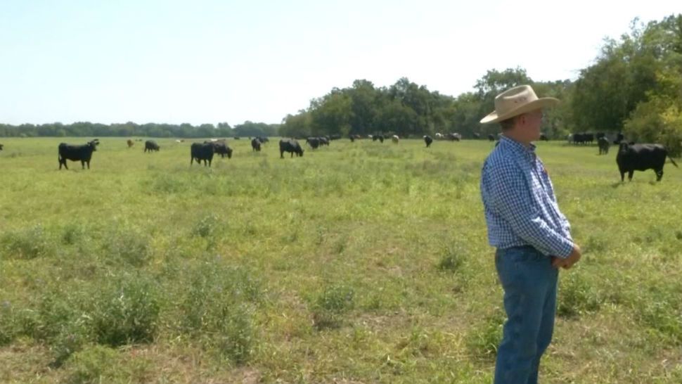How Farm Bill will affect Texas farmers, ranchers