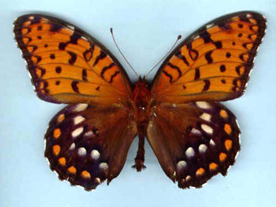 Endangered Species Day: Meet Wisconsin’s rare creatures