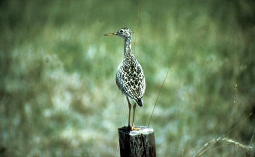 Endangered Species Day: Meet Wisconsin’s rare creatures