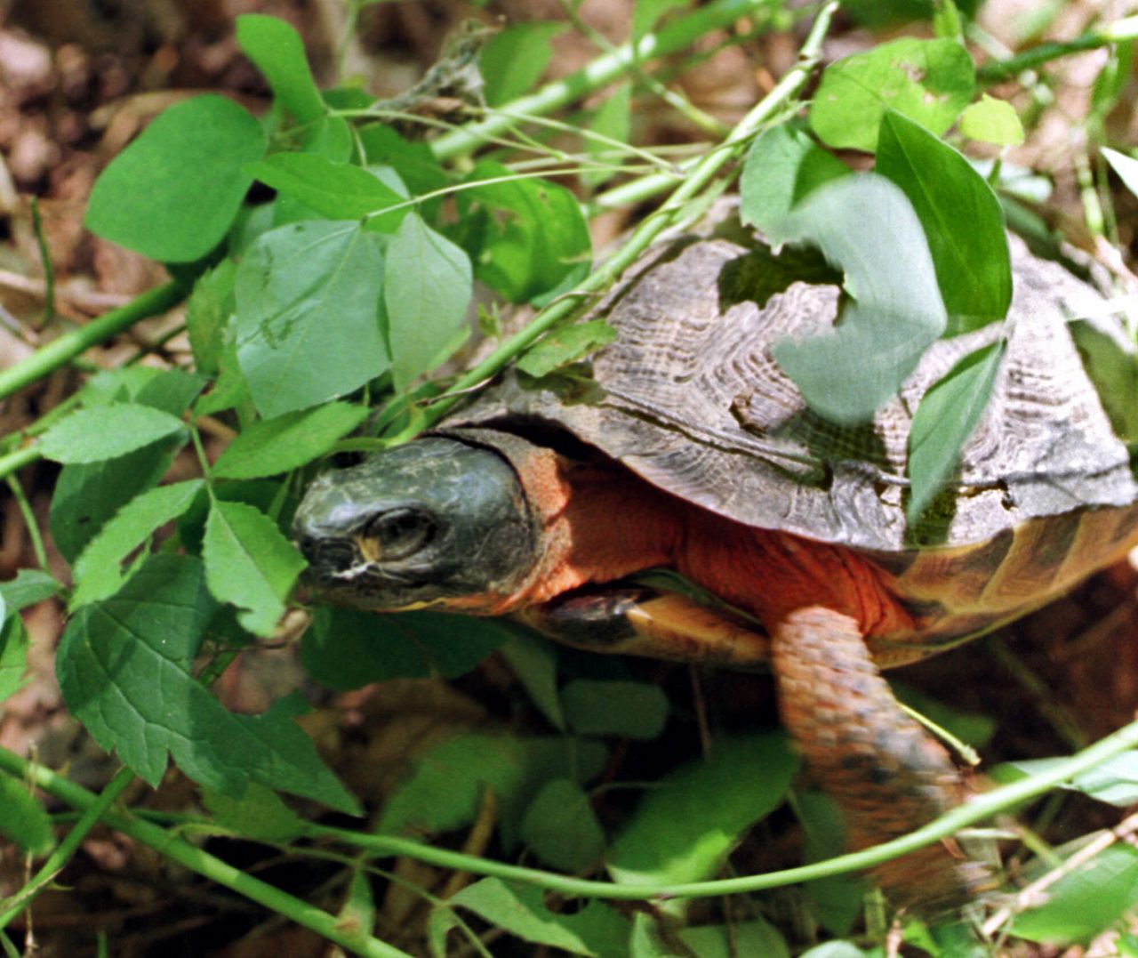 Endangered Species Day: Meet Wisconsin’s rare creatures