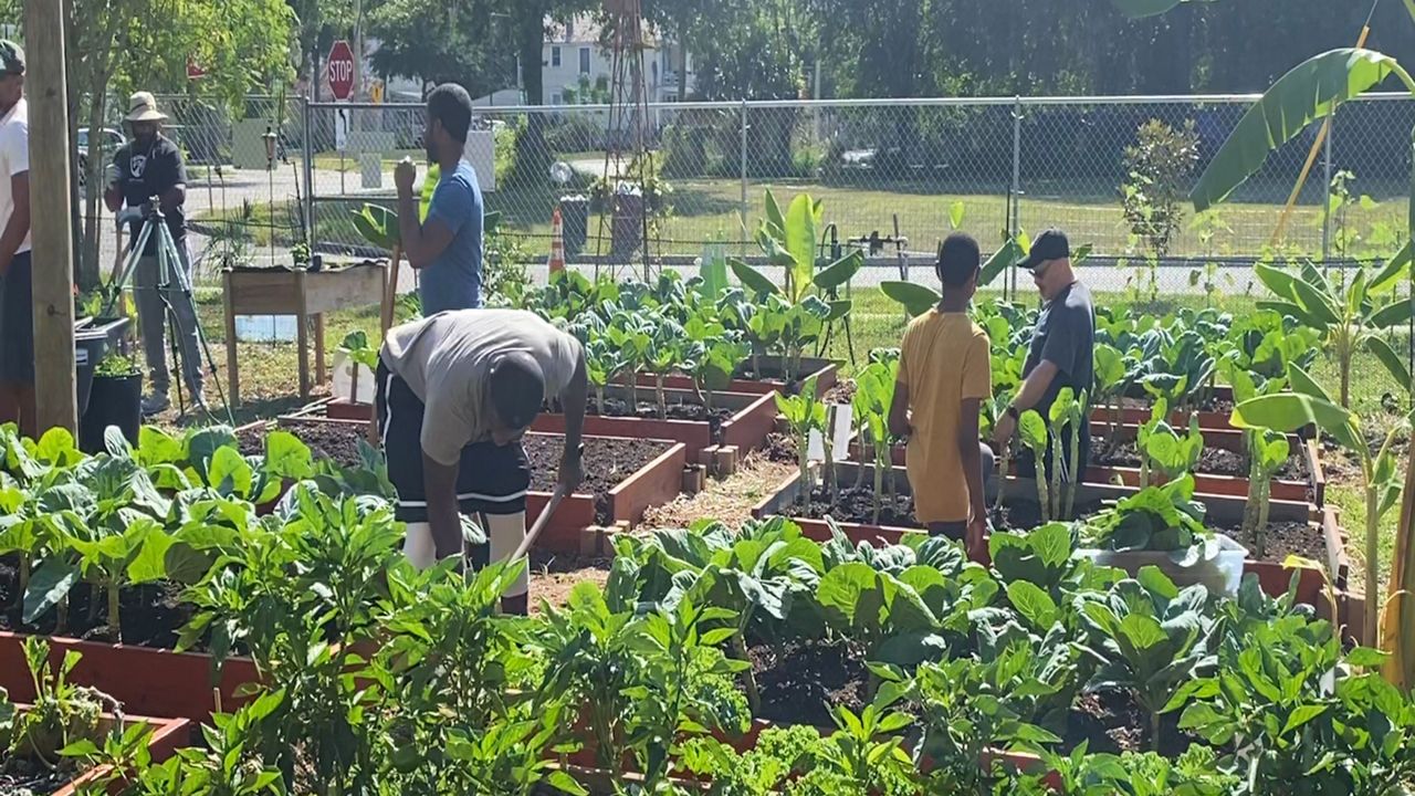 Community farm affordable produce Parramore residents