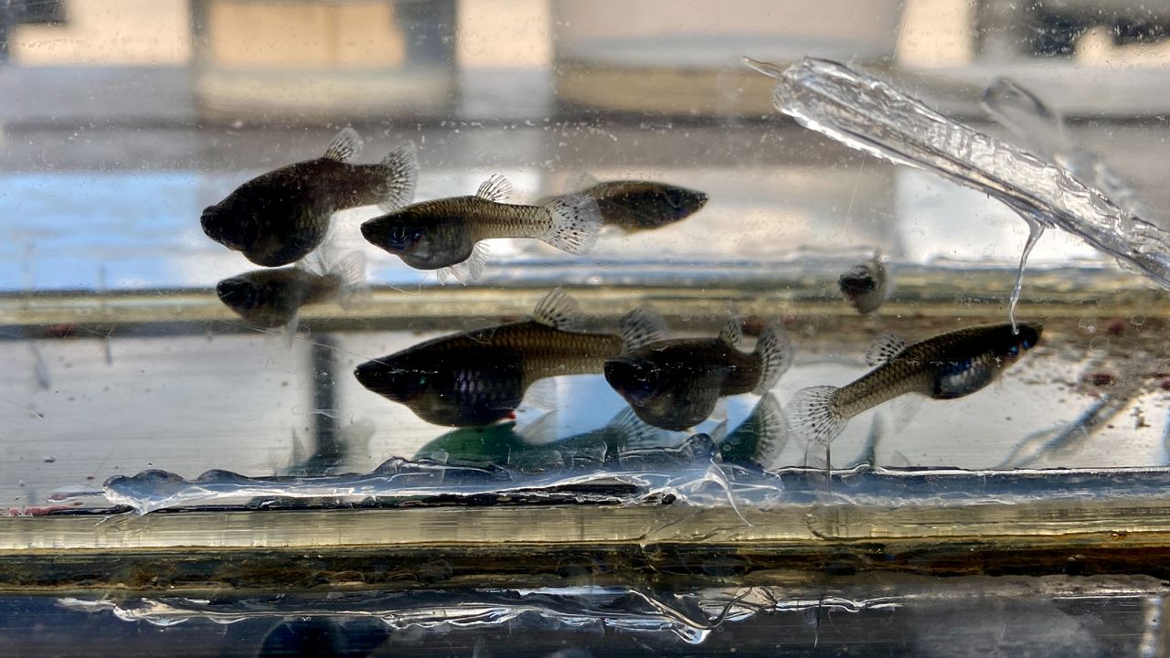 Pinellas mosquito control gets new incubator to breed fish