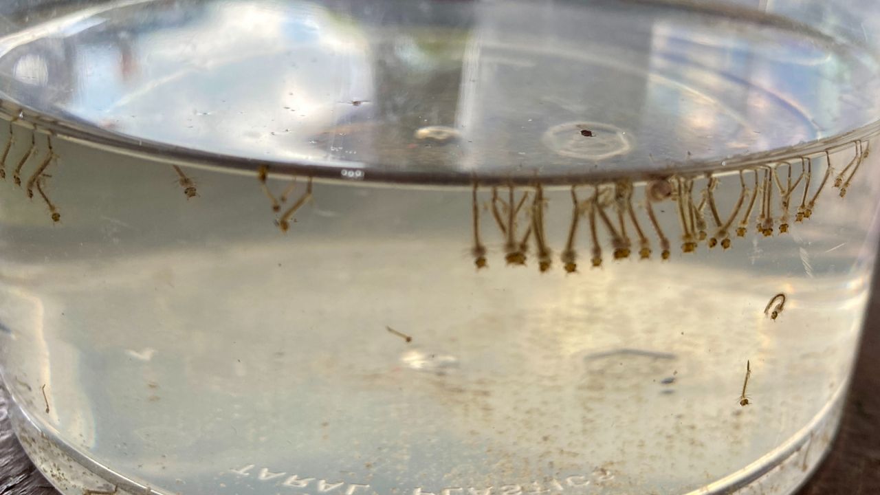 Pinellas mosquito control gets new incubator to breed fish