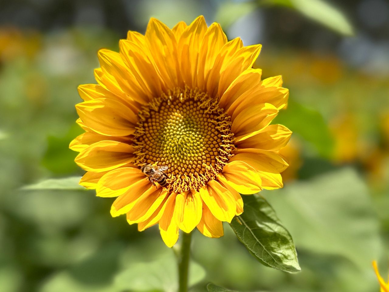 Sunflower maze brings farm fans to Masaryktown