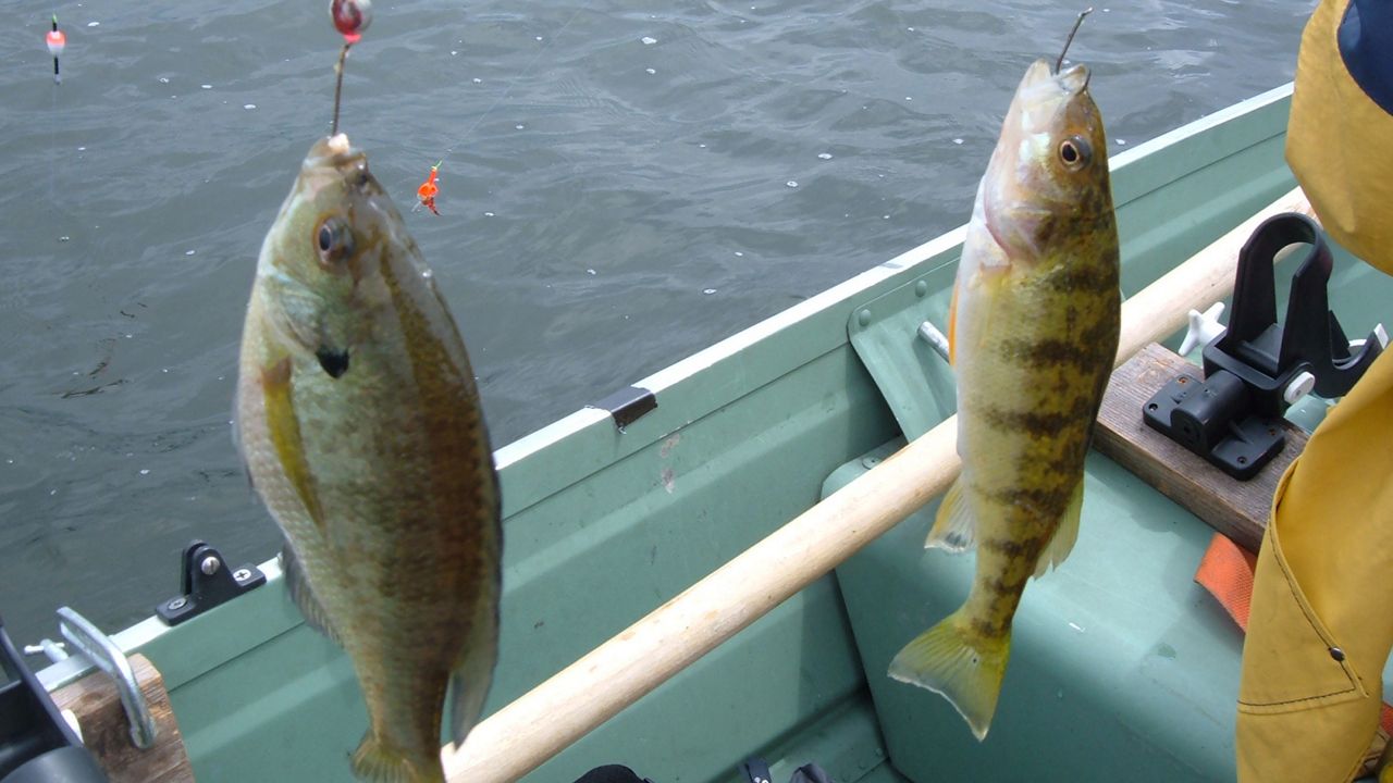 Ohio Outdoor Report: Shiner Shortage
