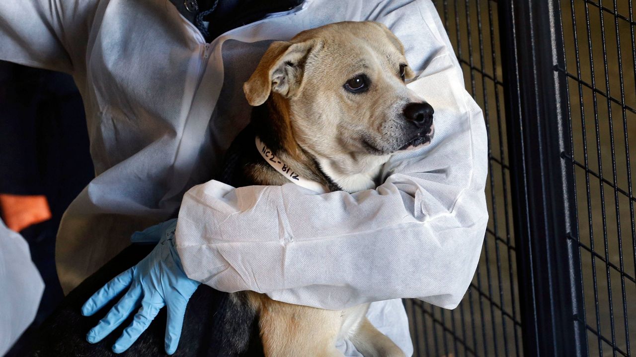 Outbreak of canine parvovirus prompts vaccine drive