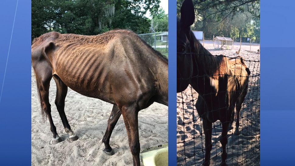Neglected Animals Seized from Hernando Co. Property