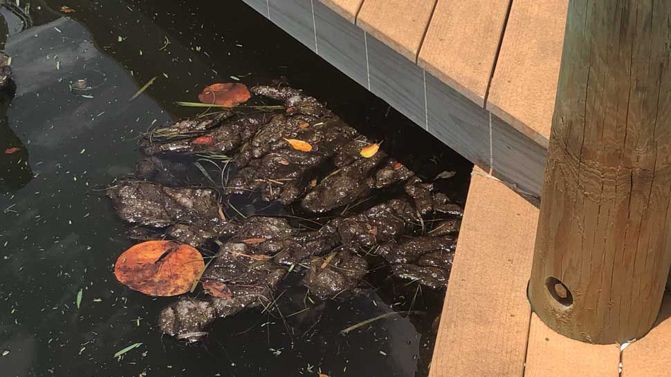 stinking water manatee county not red tide