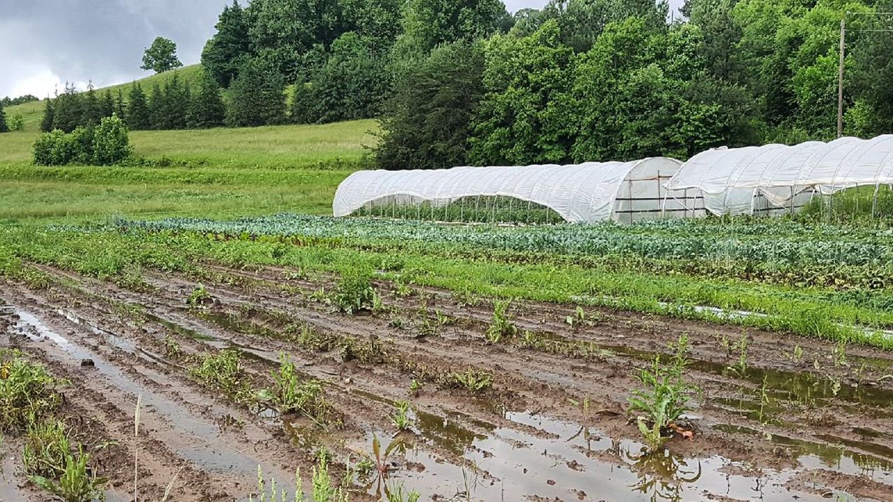 Morganton farm loses half of its crop