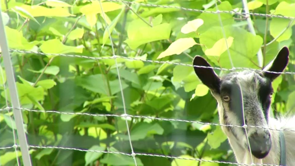 Herd About Erie County's New Groundskeepers?