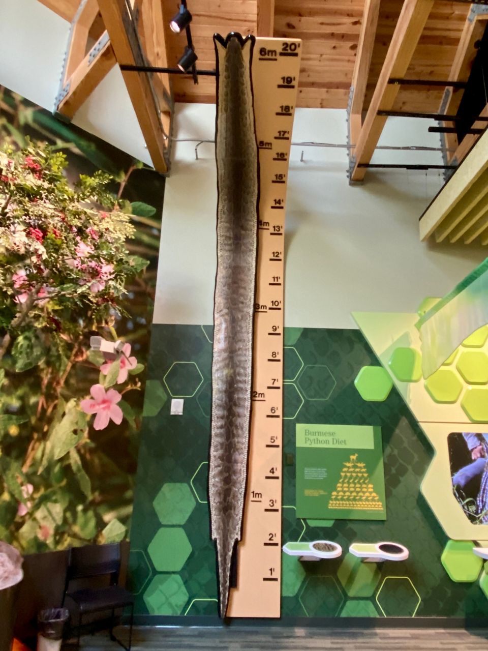 When humans and nature collide, Florida happens