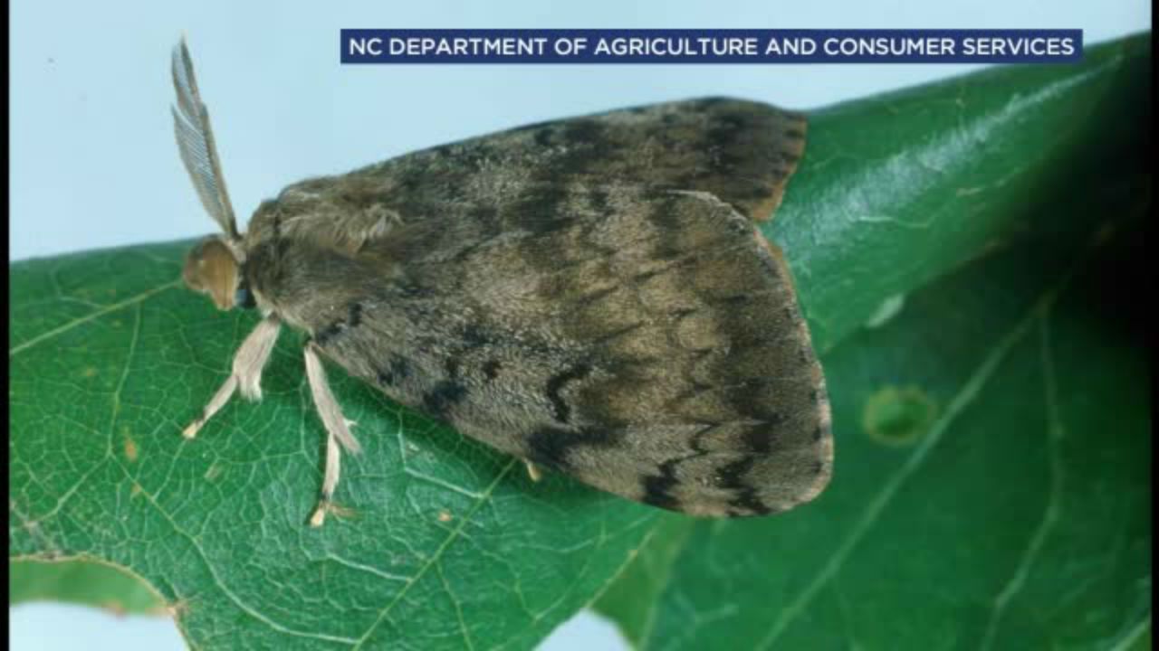 Gypsy moths spotted in Surry County