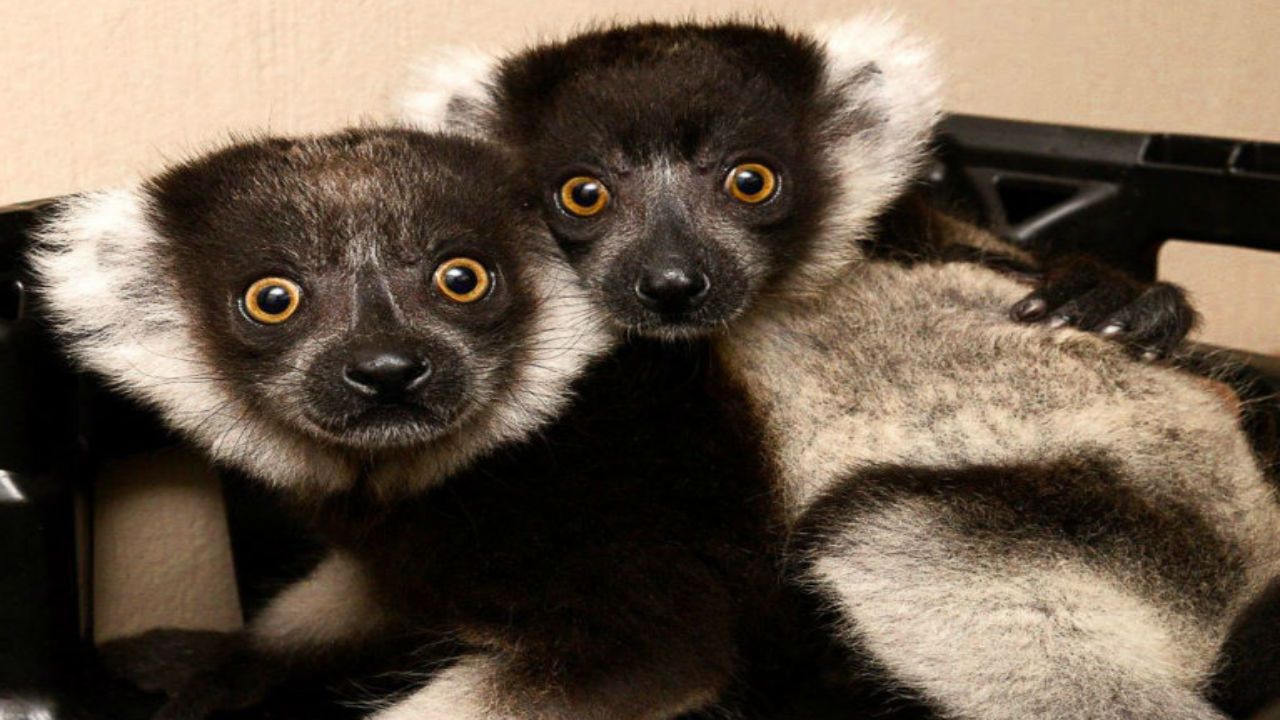 Ruffed lemur twins born at Duke Lemur Center