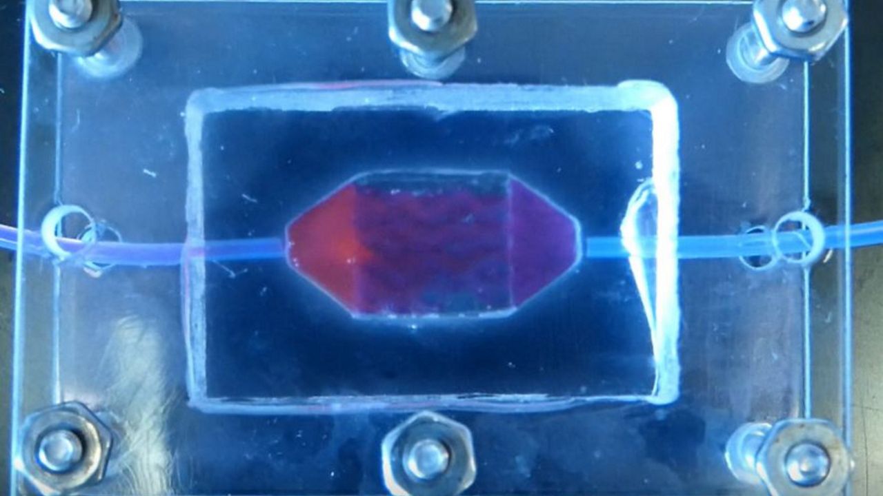 Vascular Tissue Challenge
