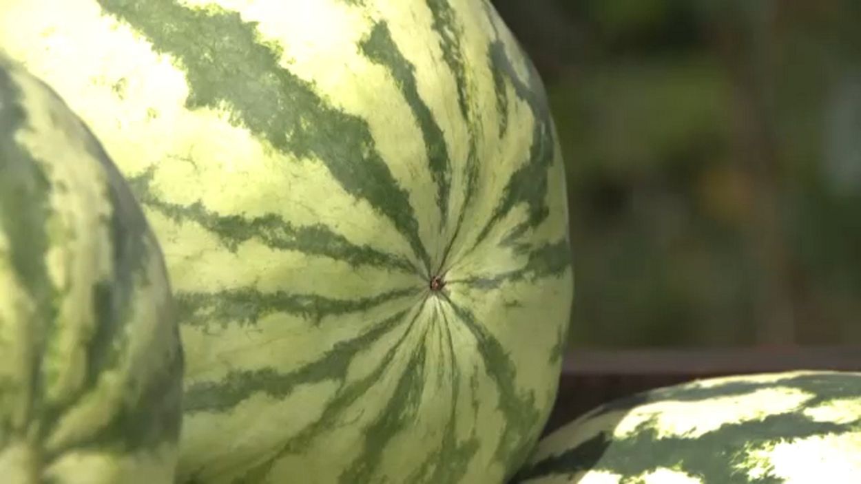 6th annual Brooksville Watermelon Festival
