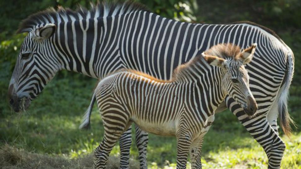Zebra foals debut at Disney's Animal Kingdom
