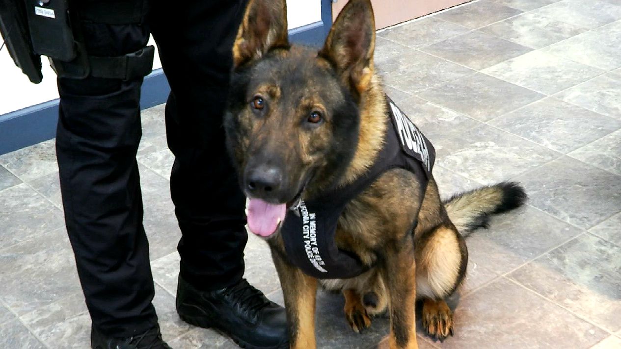 Ocala Police K9s get new protective gear