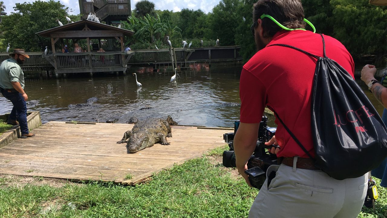 How Gatorland helps its animals ride out a hurricane