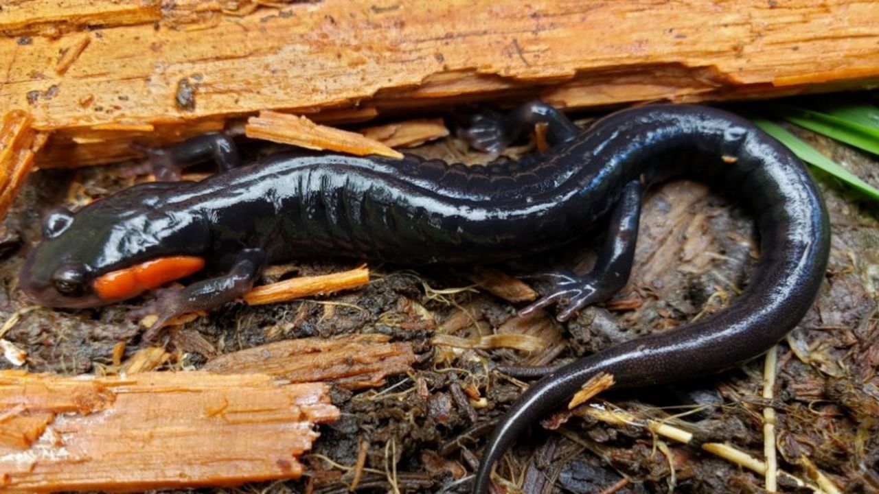 Salamander in Smokies Has ‘Superpower’ Defense Mechanisms