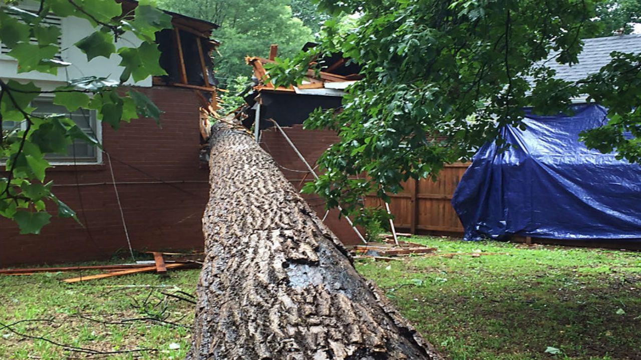 Damaging Winds Lead To Widespread Tree Damage Thursday