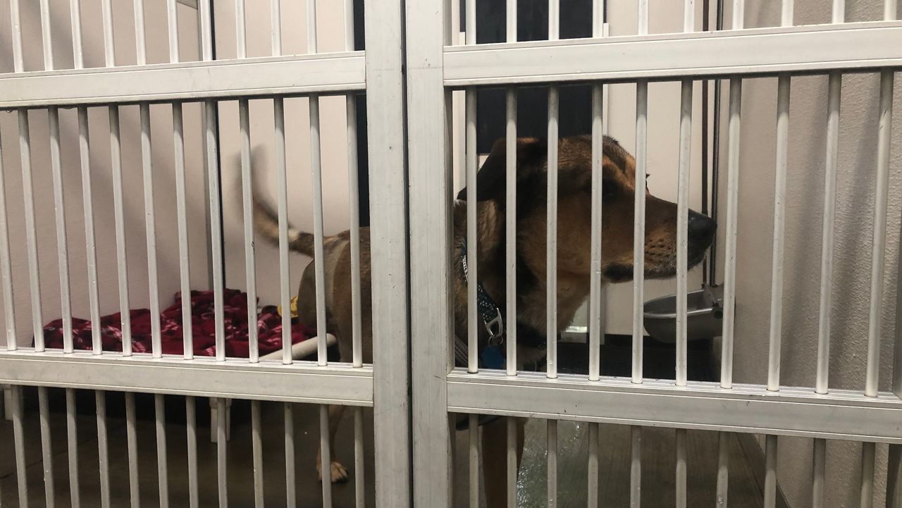 Bowling Green Warren County Humane Society rescues dogs looking to ...